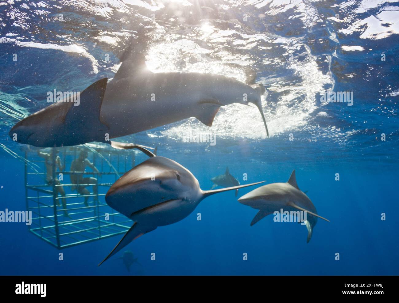Galapagos Sharks, Carcharhinus galapagensis, Oahu, Pacific Ocean ...
