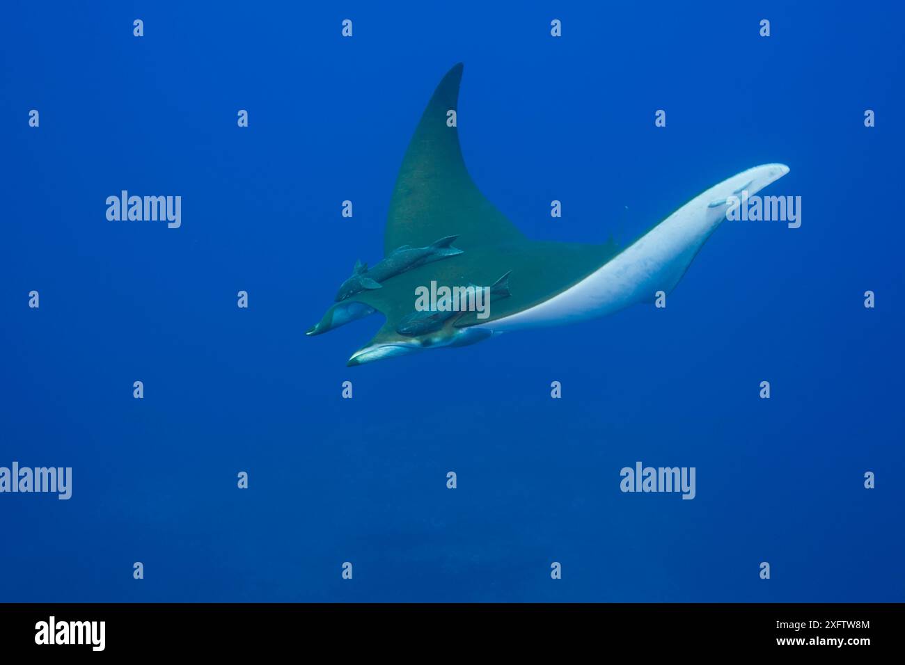 Sicklefin Mobula with Remora, Mobula tarapacana, Azores, Princess Alice ...