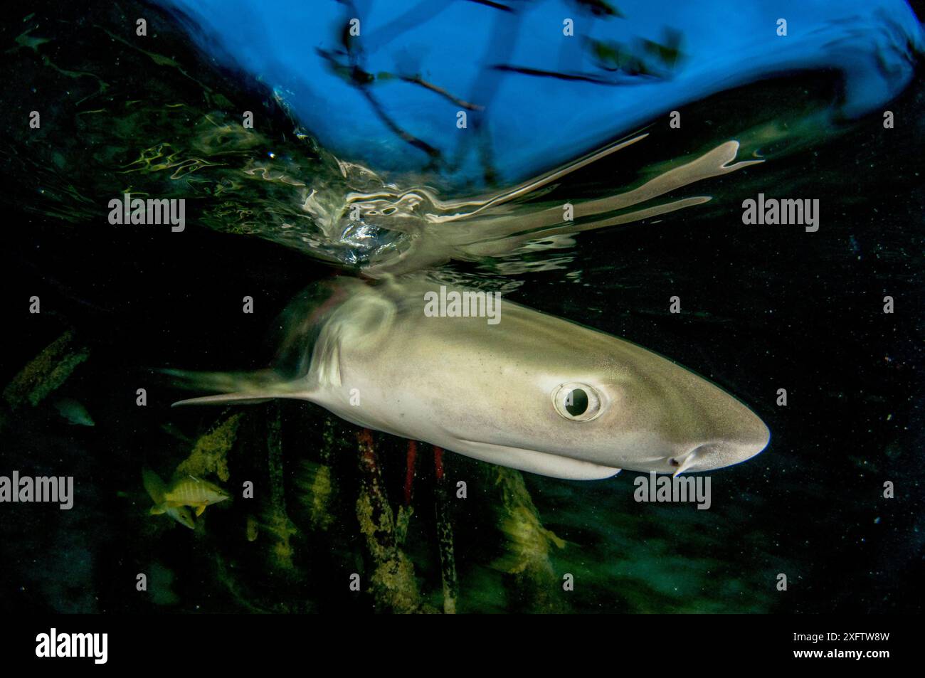 Lemon shark pup (Negaprion brevirostris) in mangrove forest which acts ...