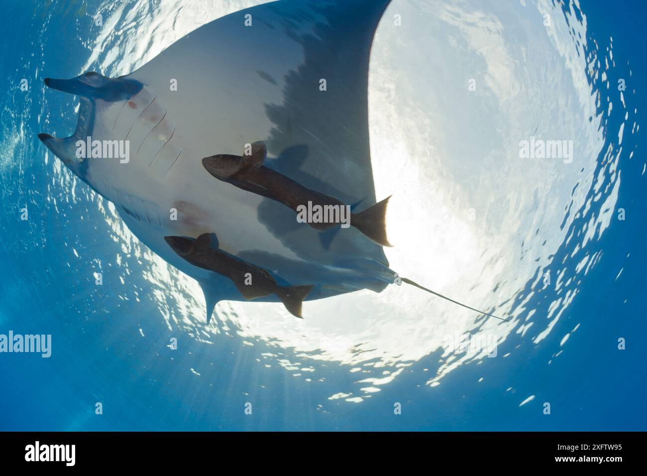 Sicklefin Mobula, Mobula tarapacana, Azores, Princess Alice Bank, Atlantic Ocean, Portugal Stock ...