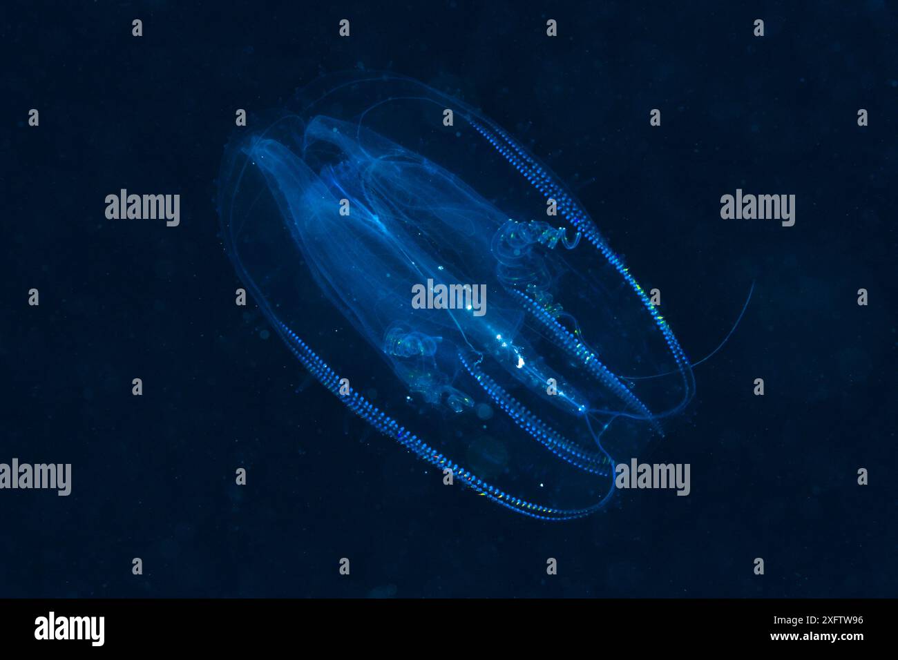 Comb jellyfish hi-res stock photography and images - Alamy