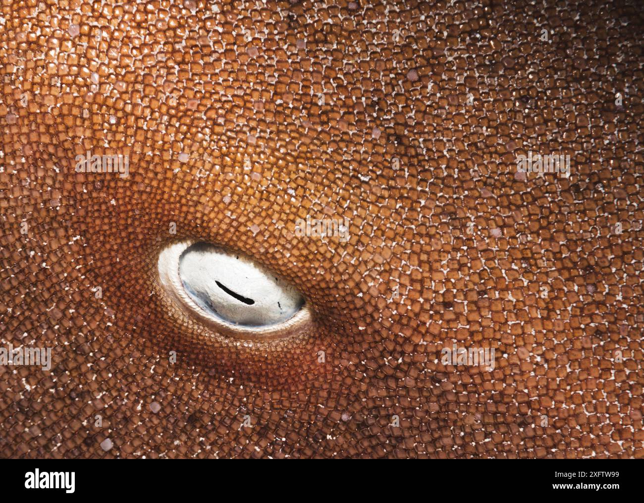 Close up view of the eye of Nurse shark (Ginglymostoma cirratum) The ...