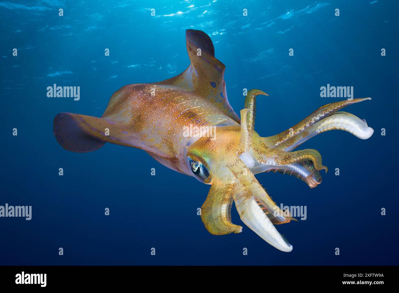 Bigfin reef squid (Sepioteuthis lessoniana) swimming underwater, Egypt ...