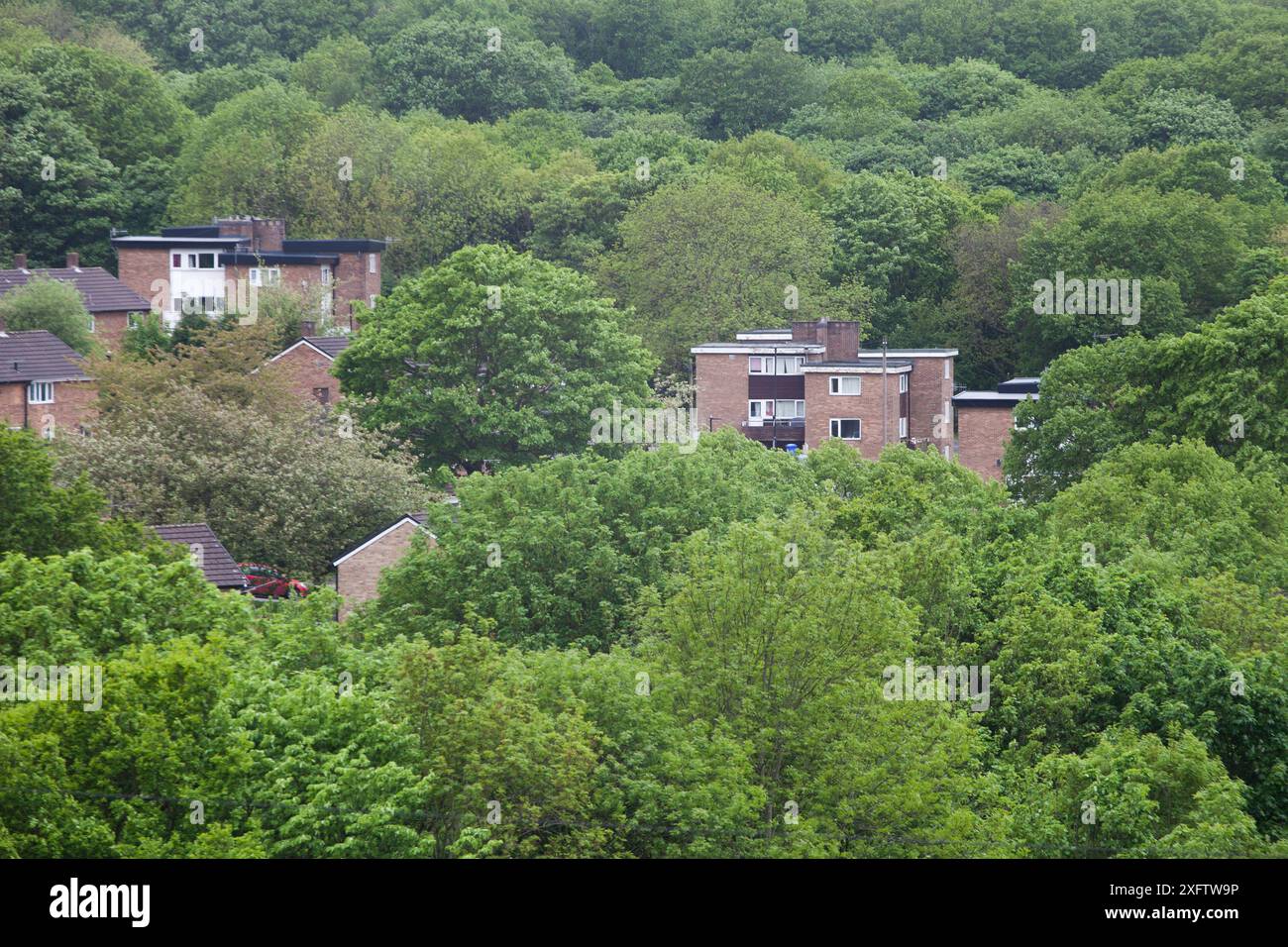Housing estate in Gleadless valley surrounded by woodland. Sheffield ...