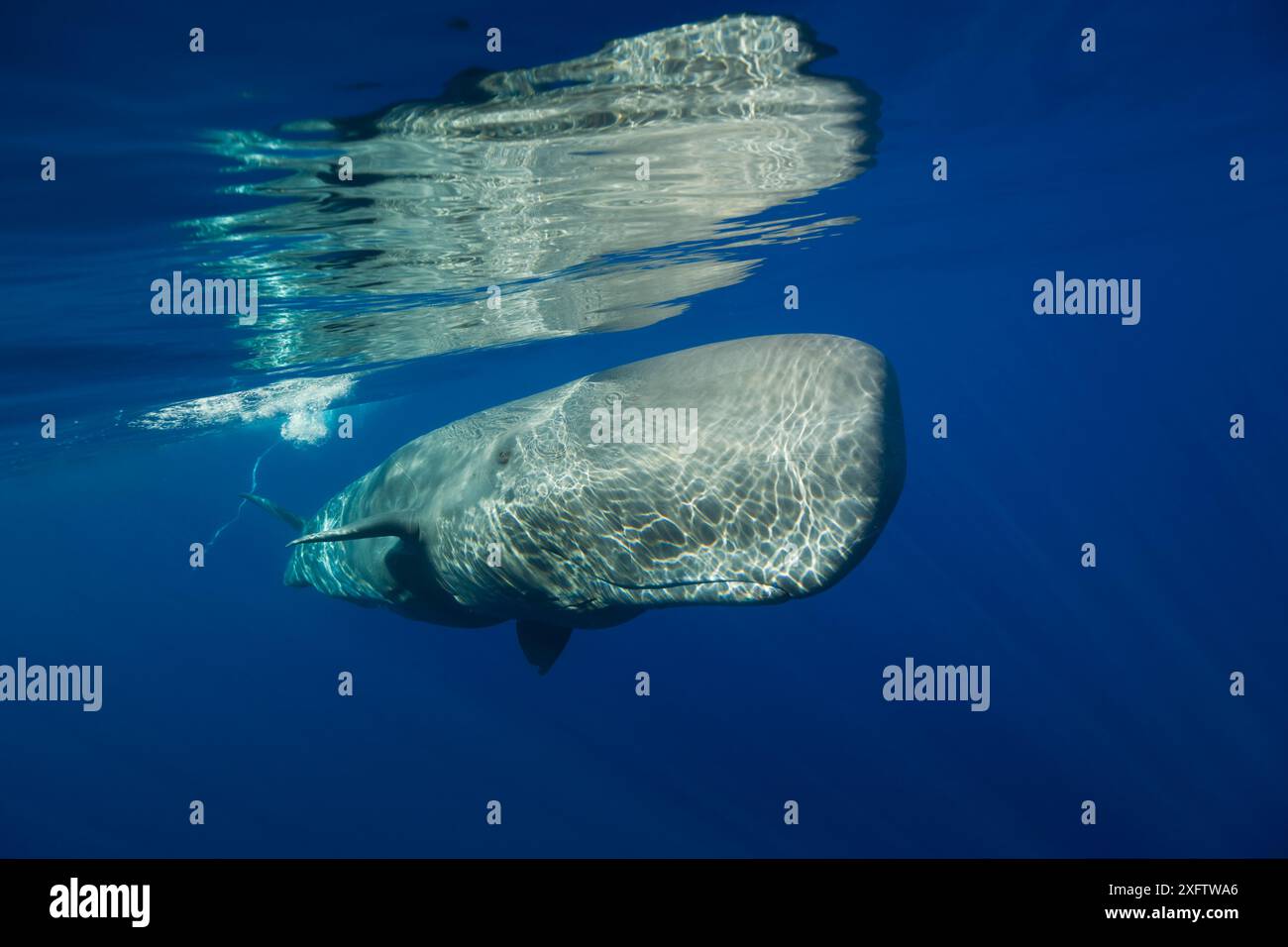Sperm Whale, Physeter catodon, Azores, Atlantic Ocean, Portugal Stock ...