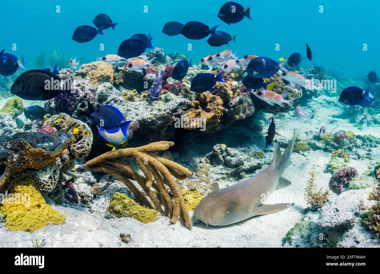 Nurse shark (Ginglymostoma cirratum) resting near a coral reef and ...