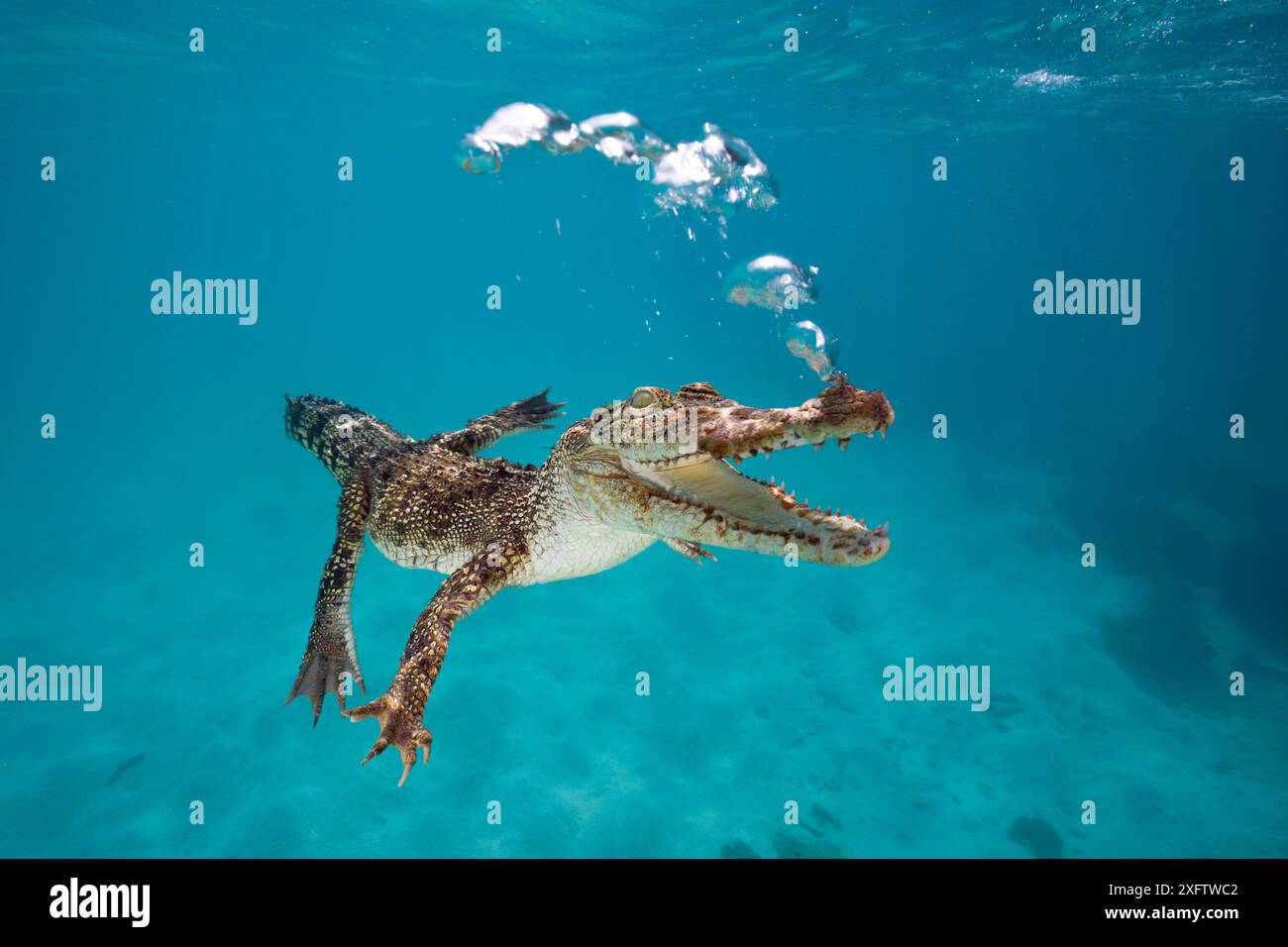 Saltwater crocodile (Crocodylus porosus) swimming underwater Stock ...