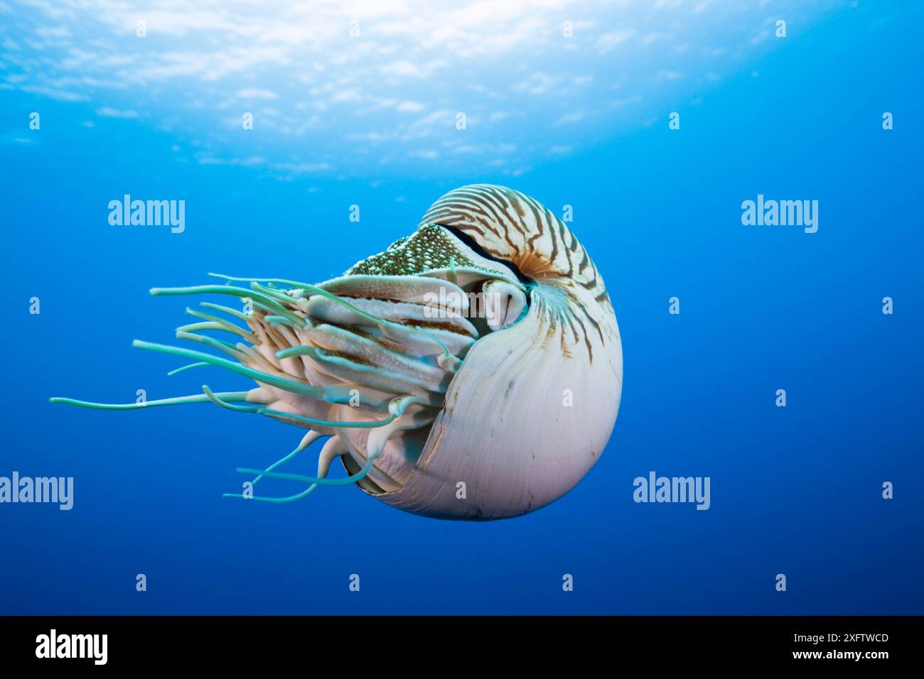 Nautilus (Nautilus pompilius) swimming underwater Stock Photo - Alamy