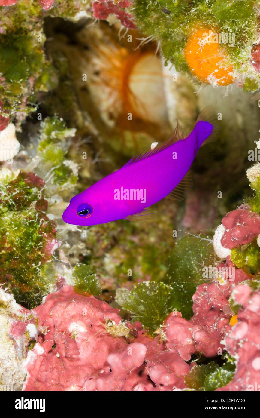 Magenta dottyback (Pseudochromis porphyreus) fish swimming underwater ...