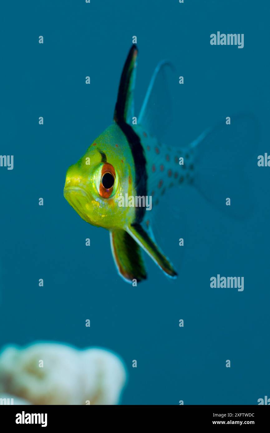 Pajama cardinalfish (Sphaeramia nematoptera) swimming underwater Stock ...