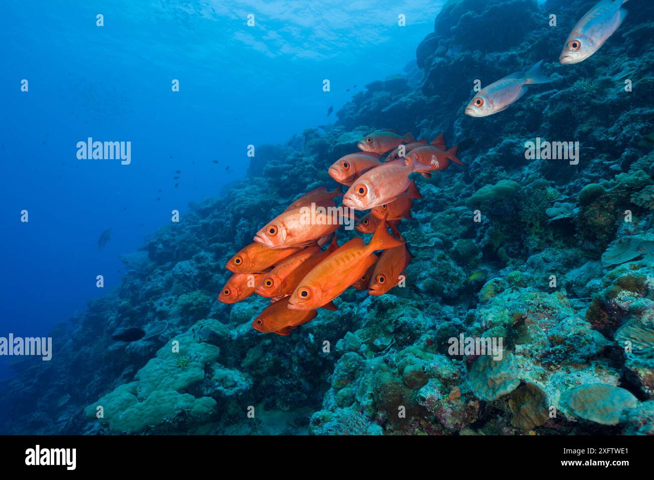 Red crescent-tail bigeye (Priacanthus hamrur) fish swimming underwater ...