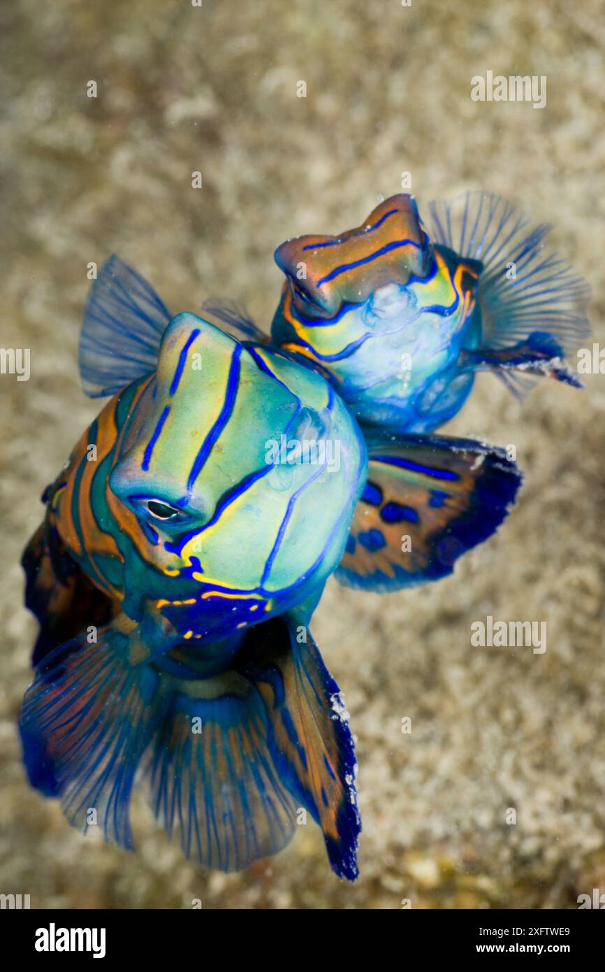 Two mating mandarinfish (Syhchiropus splendidus Stock Photo - Alamy