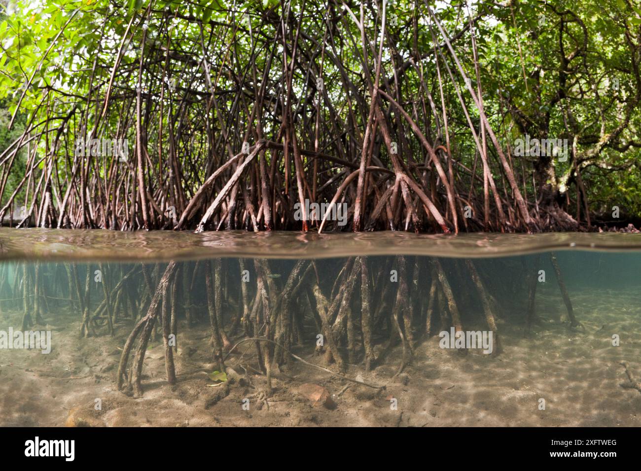 Group of mangrove trees growing in water Stock Photo - Alamy