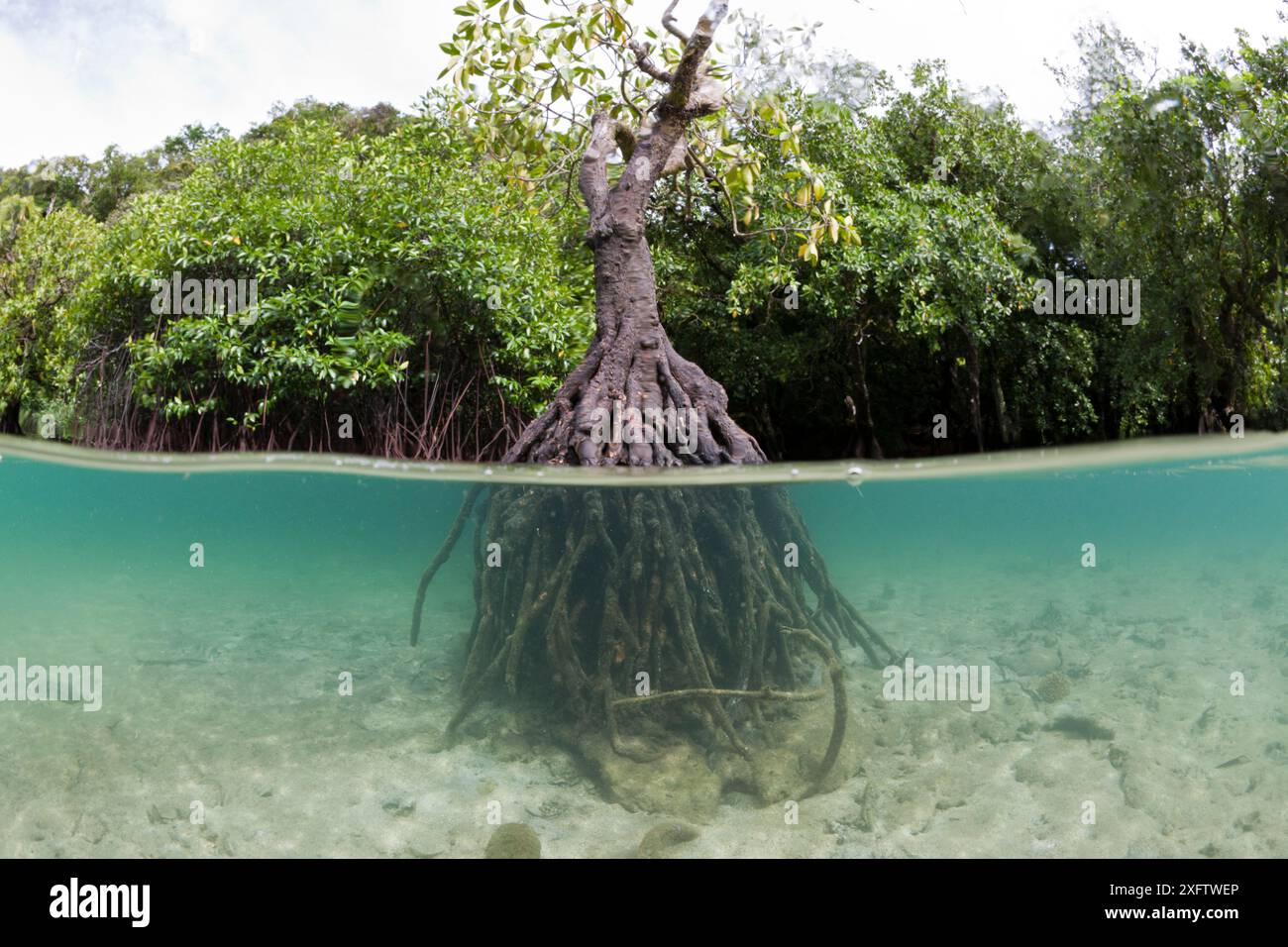 Mangrove tree growing in water Stock Photo - Alamy