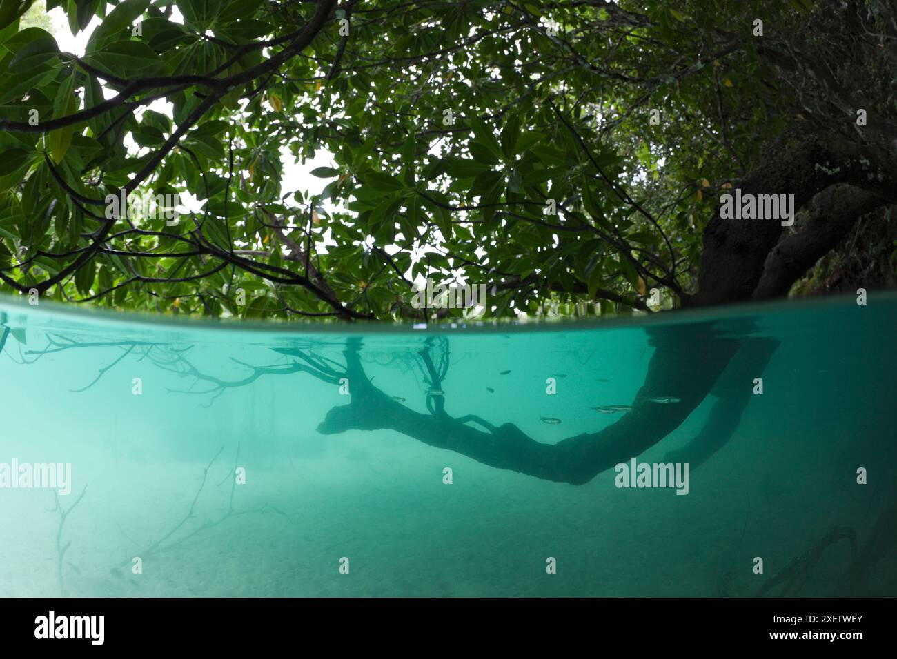 Mangrove underwater tree hi-res stock photography and images - Alamy