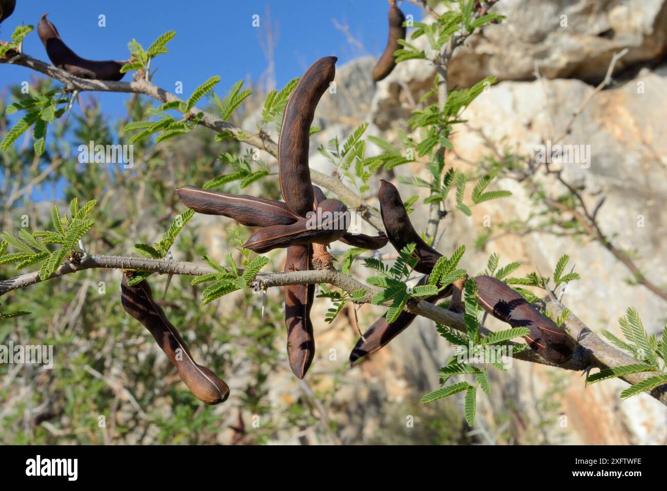 Sweet acacia / Needle bush (Vachellia farnesiana / Acacia farnesiana) a ...