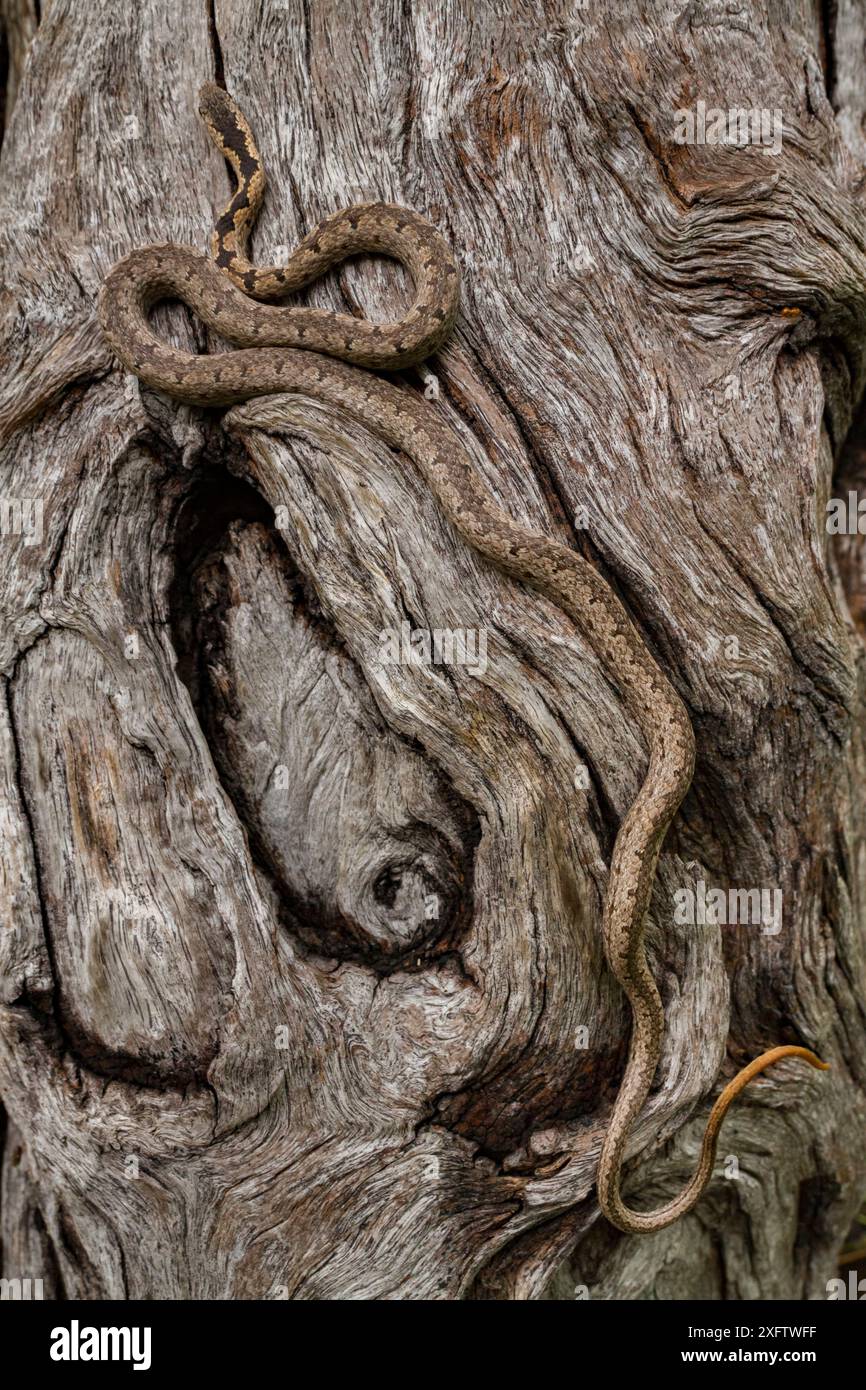 Amplorhinus nototaenia hi-res stock photography and images - Alamy