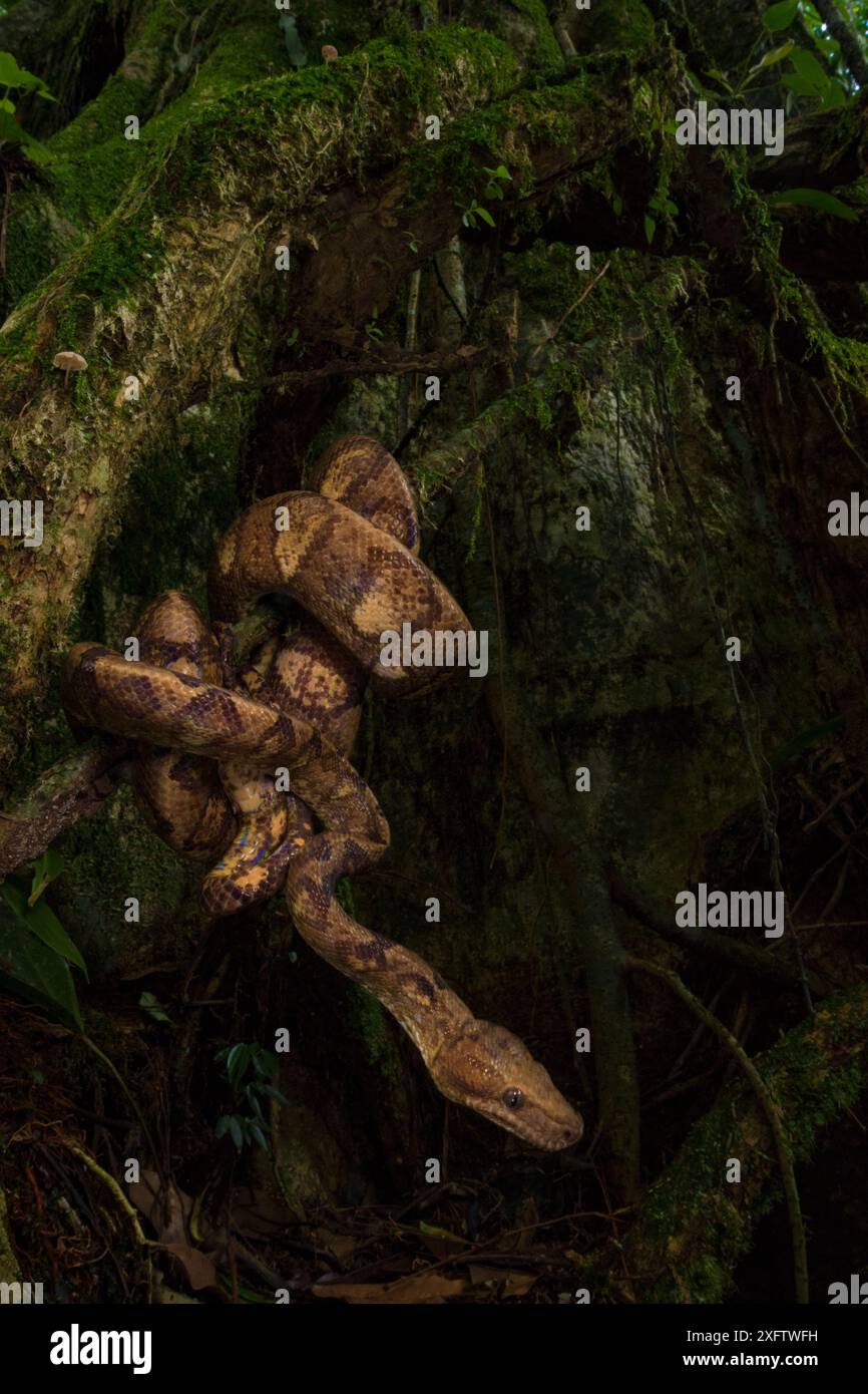 Ringed tree boa (Corallus annulatus) at La Selva Biological Station ...