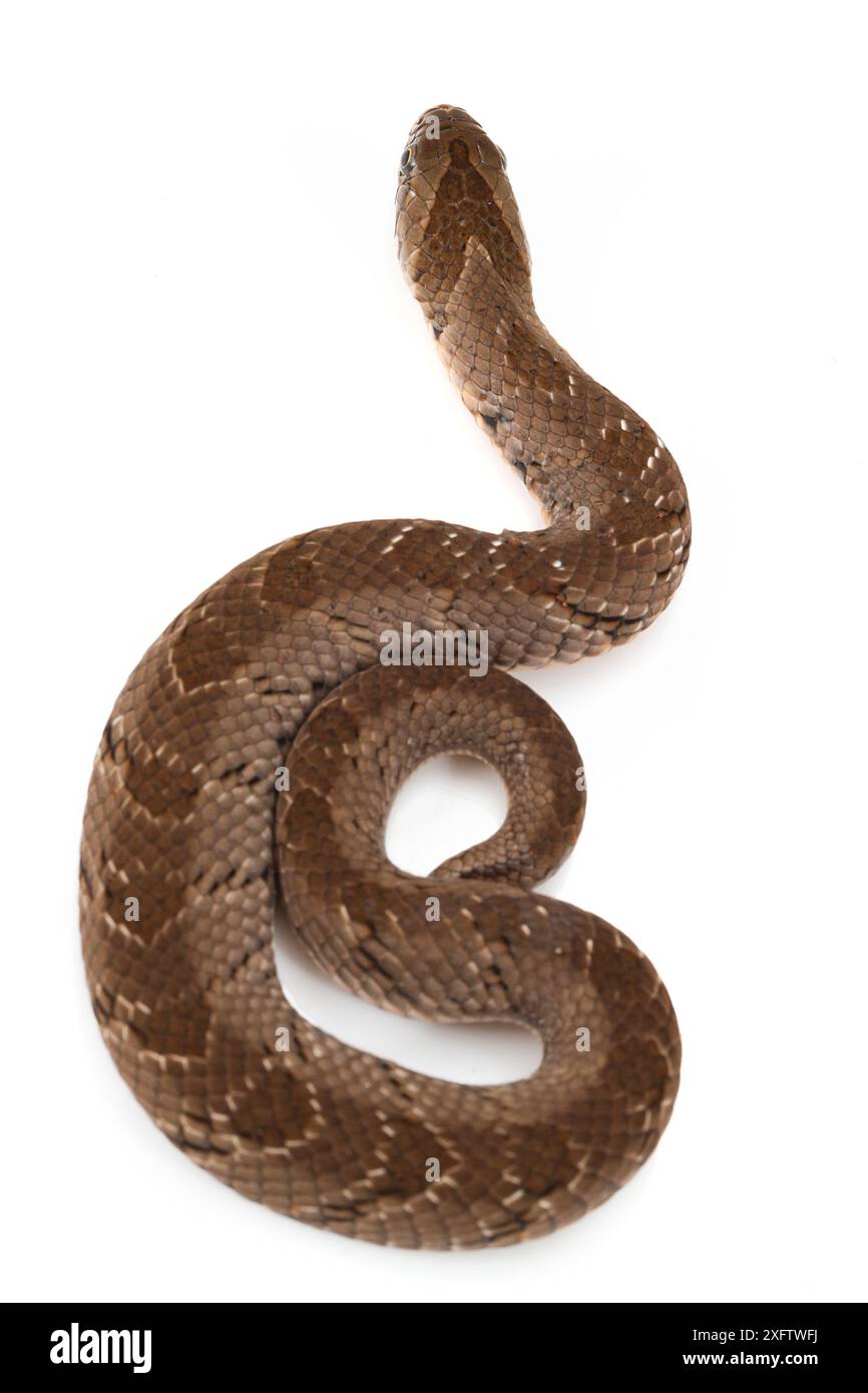 Night adder (Causus defilippi) on white background. Gorongosa National ...