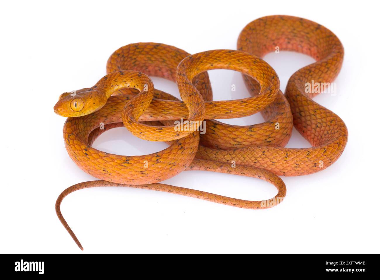 Speckled tree snake (Imantodes inornatus) from La Selva Biological ...