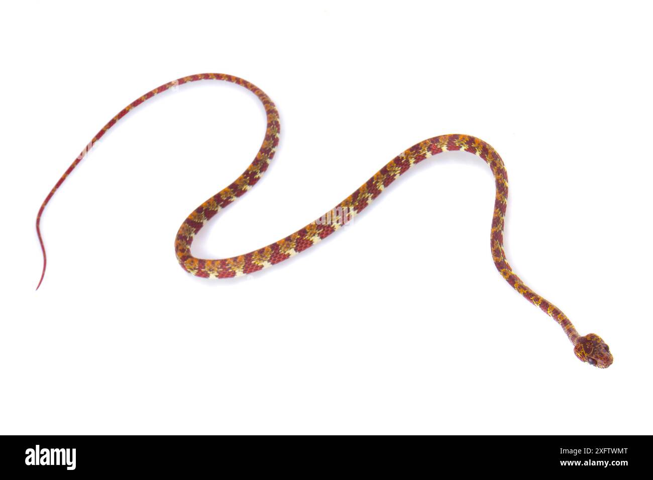 Ringed snail-sucker (Sibon annulatus) from La Selva Biological Station ...