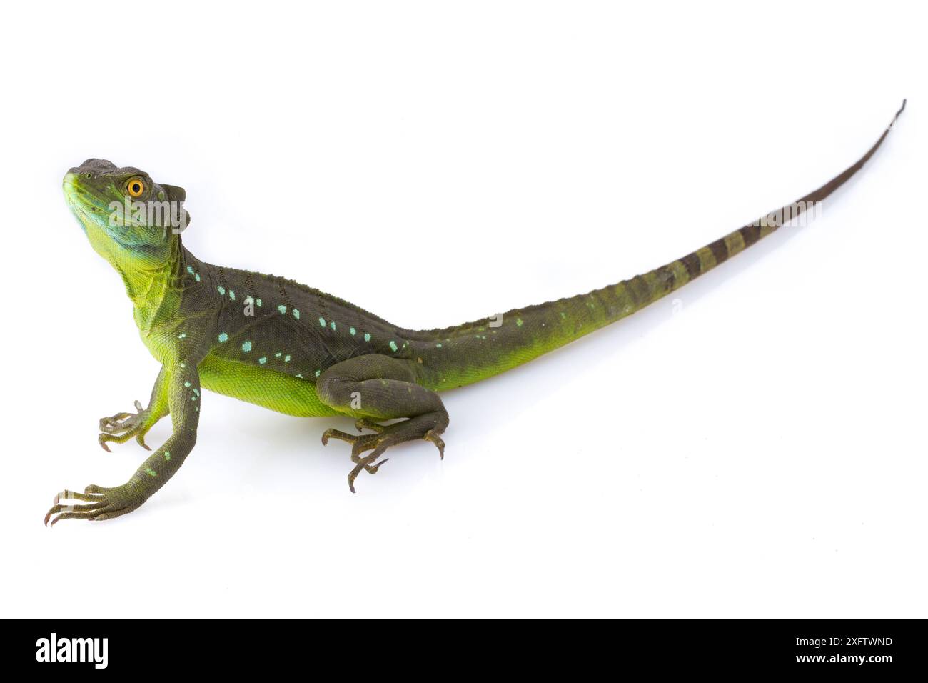 Plumed basilisk (Basiliscus plumifrons) female, La Selva Biological ...