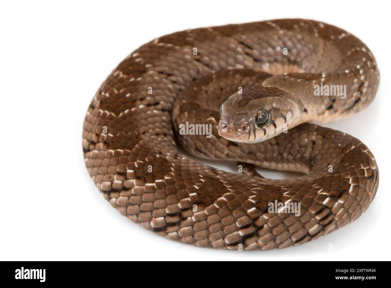 Night adder (Causus defilippi) Greater Gorongosa Ecosystem, Mozambique ...