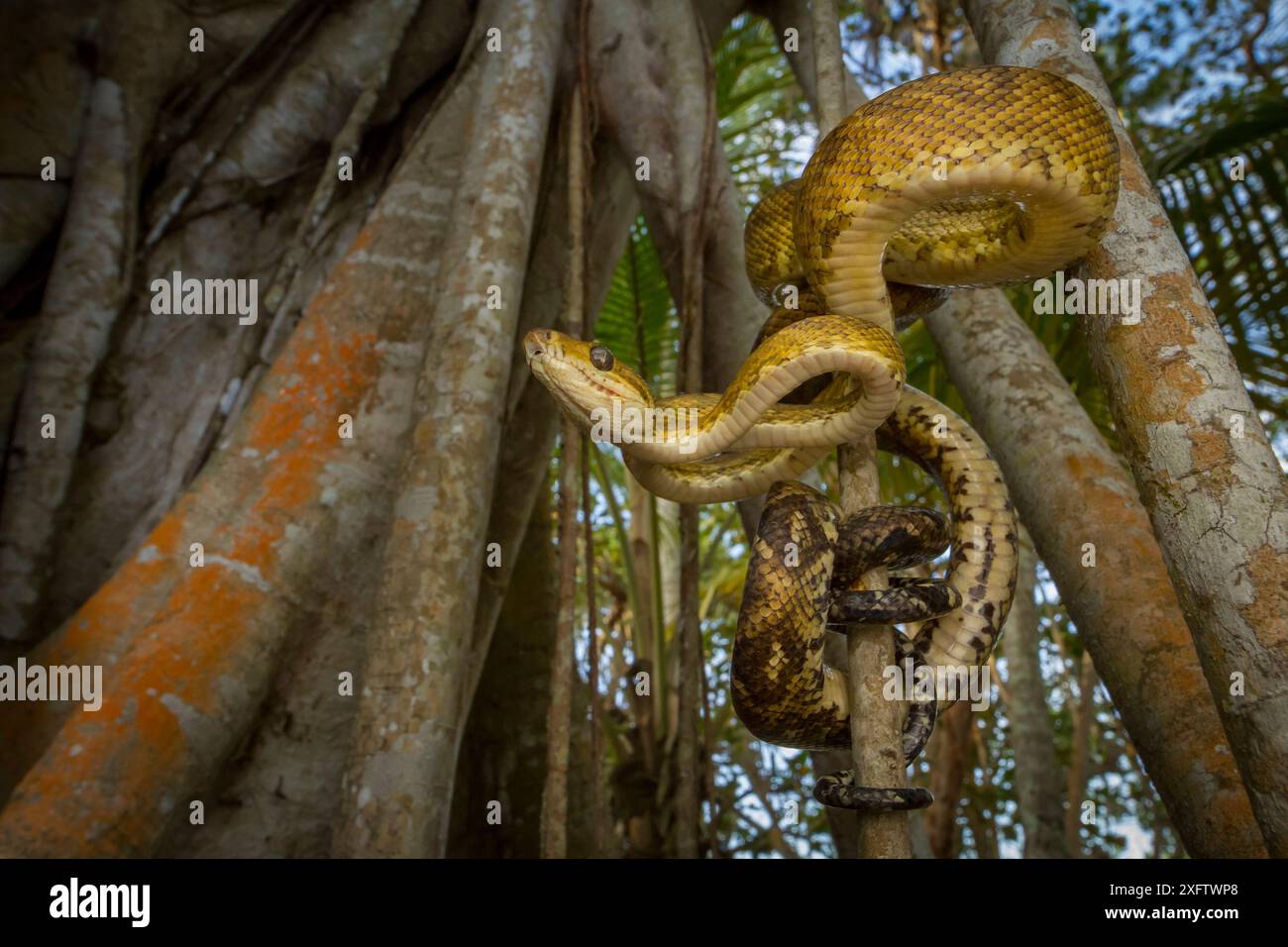 Central American tree boa (Corallus ruschenbergerii) wraps around trunk ...