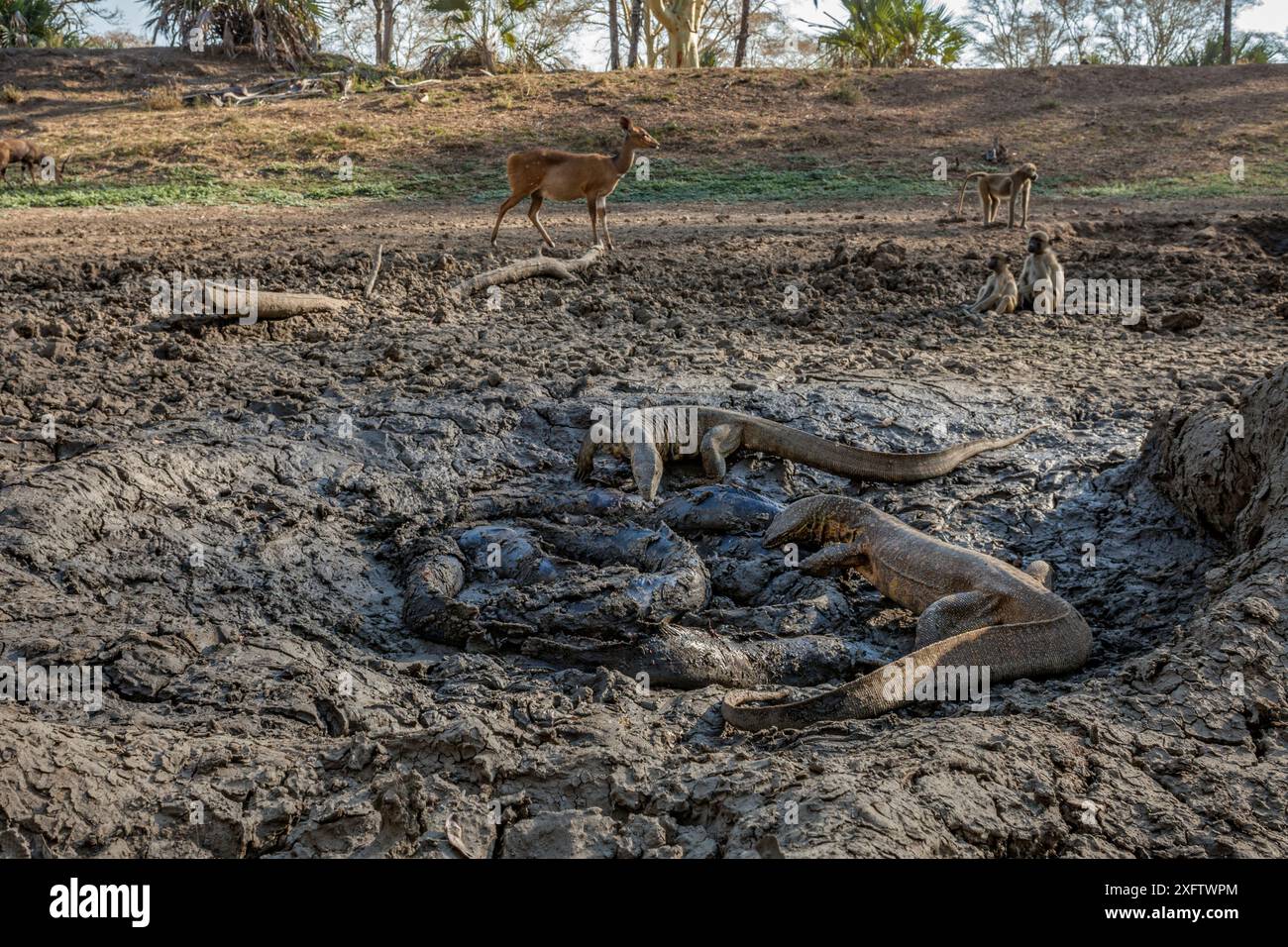 Nile monitor lizards (Varanus niloticus) converging on last remaining ...