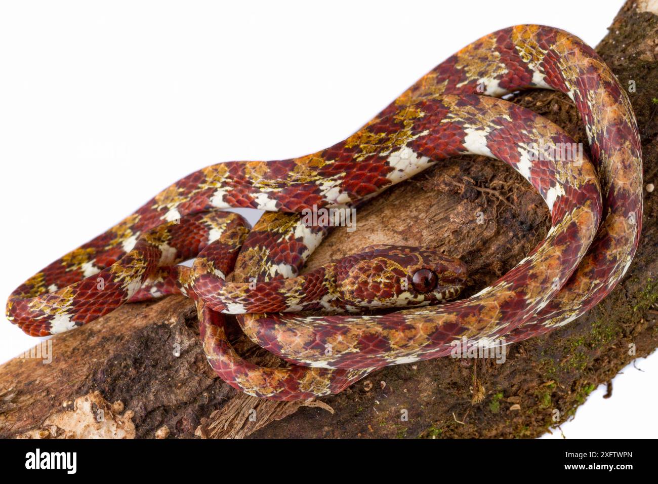 Ringed snail-sucker (Sibon annulatus) La Selva Biological Station ...
