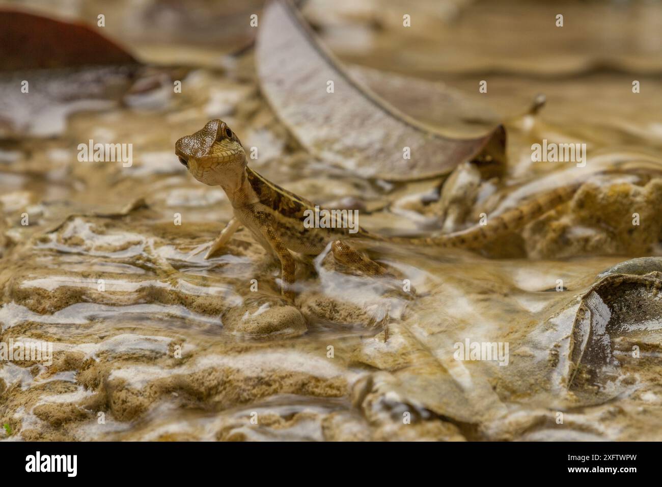 Hatchling brown basilisk (Basiliscus vittatus) in a stream at the ...