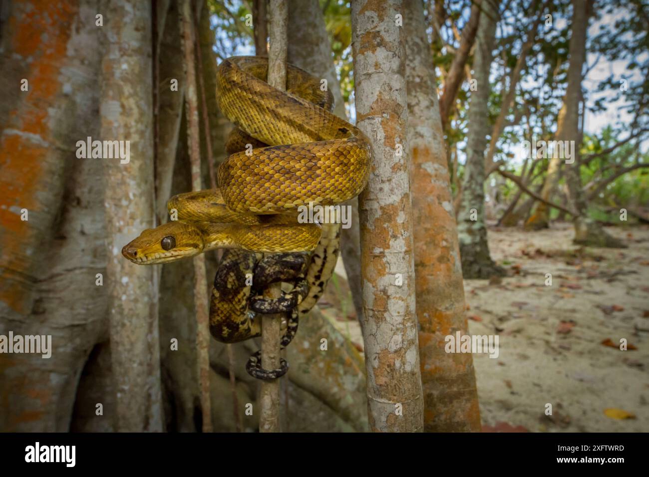 Central American tree boa (Corallus ruschenbergerii) wrapping around ...