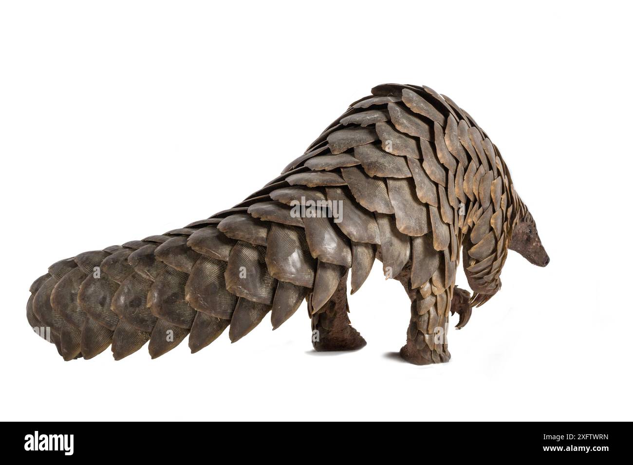 Cape pangolin (Smutsia temminckii) rear view; rescued from poachers ...