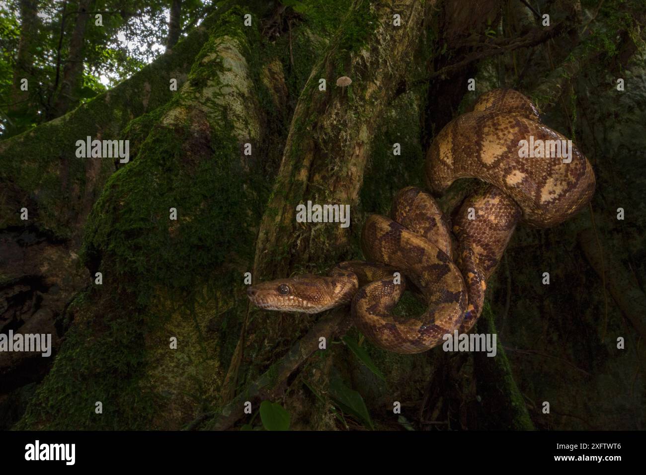 Boa annulata colombiana hi-res stock photography and images - Alamy