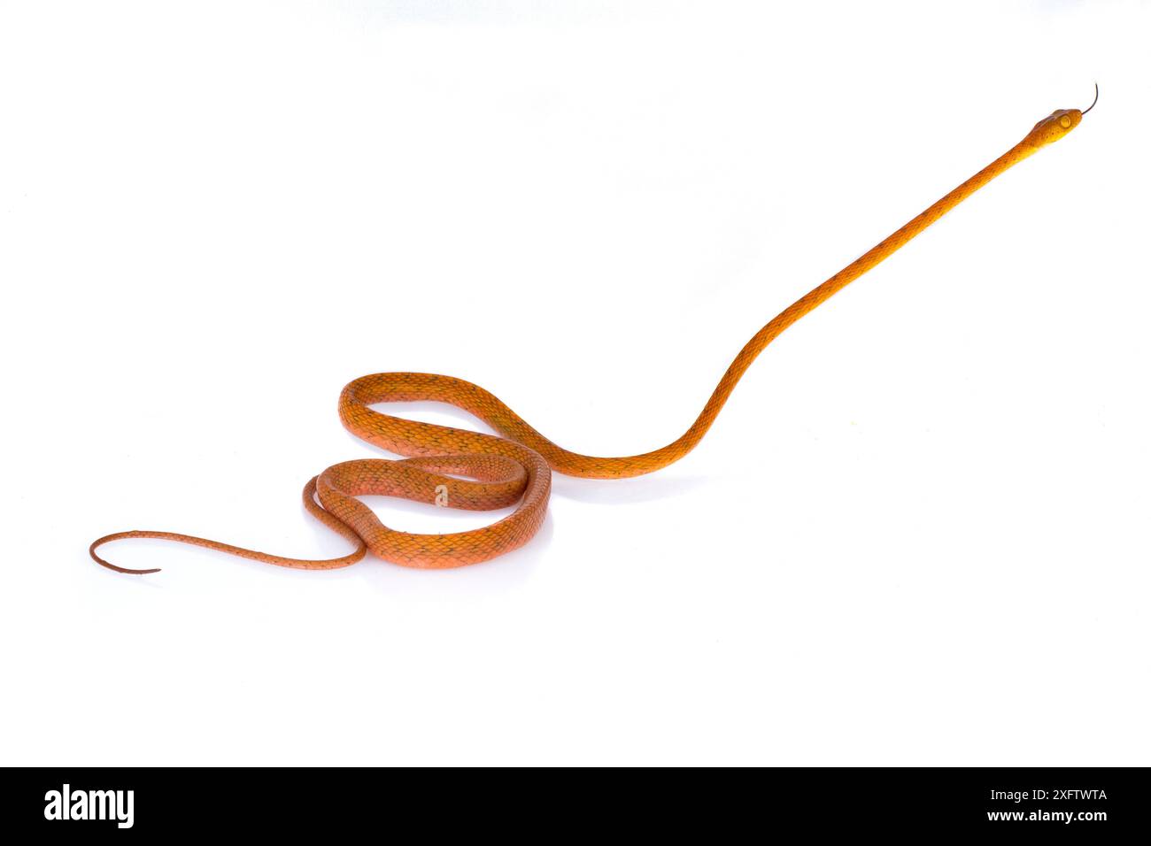 Speckled tree snake (Imantodes inornatus) stretching and moving forward ...