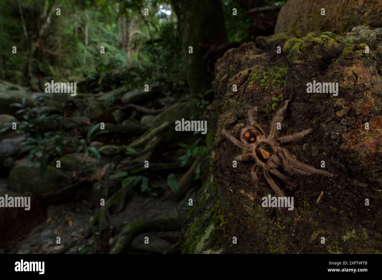 Tarantula hapalopus sp hi-res stock photography and images - Alamy
