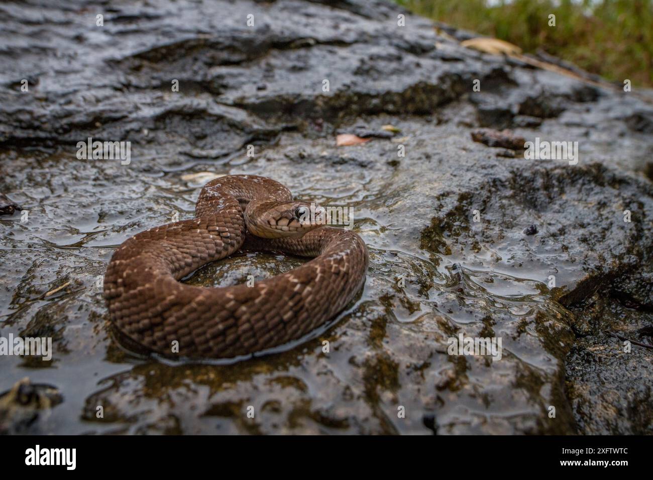 Night adder (Causus defilippi) basking on a rock after light rain. from ...