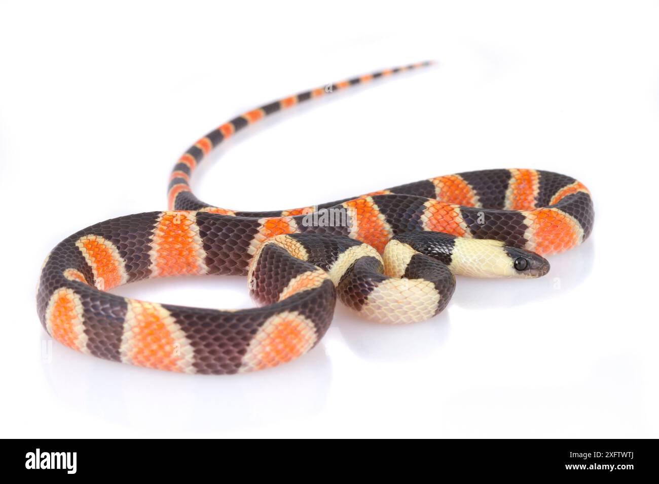 Calico snake (Oxyrhopus petolarius) juvenile, from La Selva Biological ...