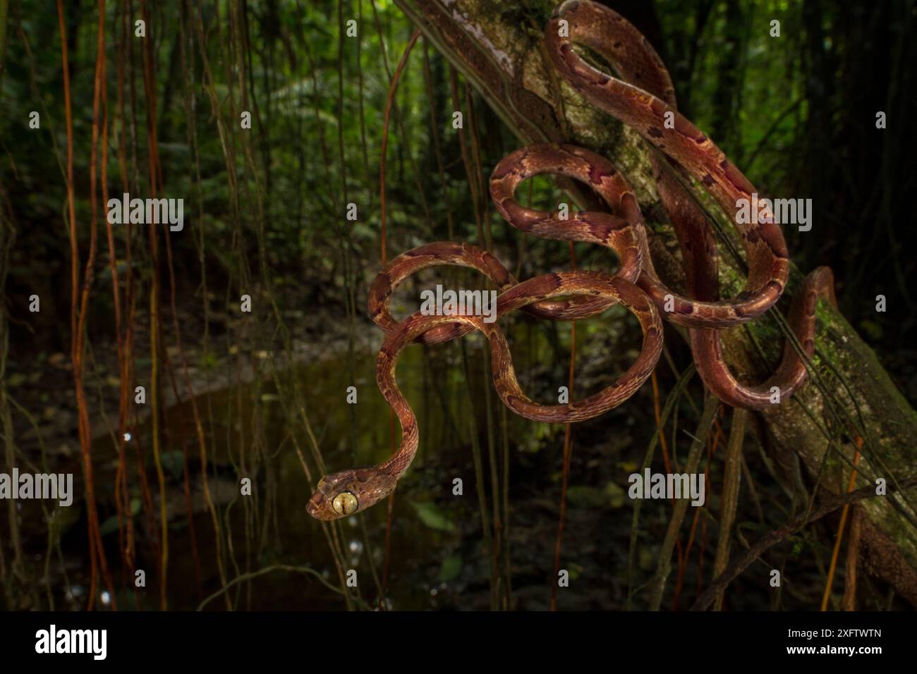 Blunt-headed tree snake (Imantodes cenchoa) La Selva Biological Station ...