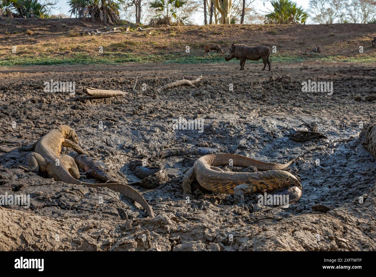 Nile monitor lizards (Varanus niloticus) converging on last remaining ...