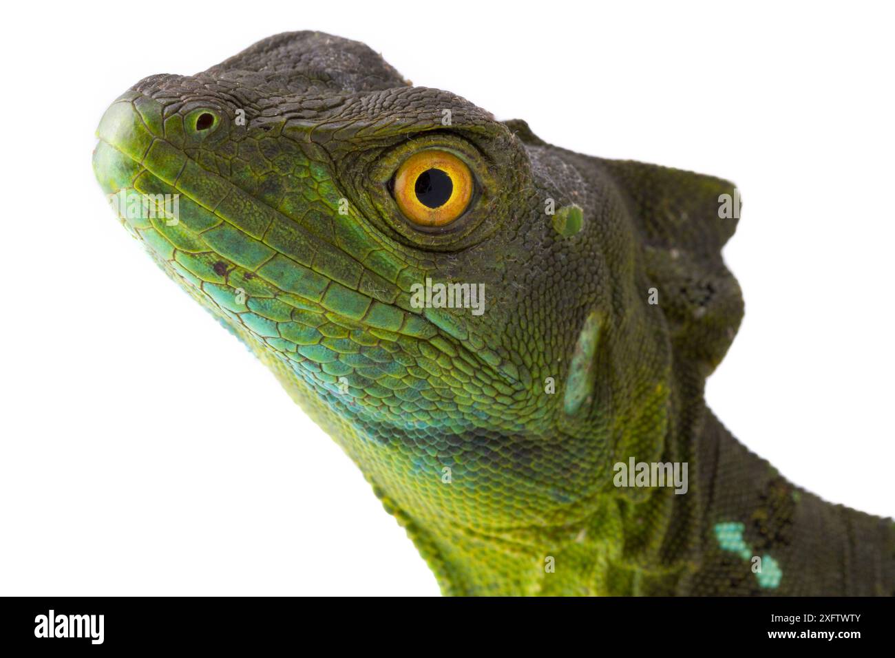 Plumed basilisk (Basiliscus plumifrons) female, La Selva Biological ...