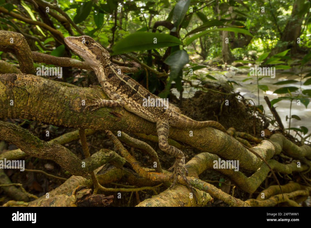 Reptiles de colombia hi-res stock photography and images - Alamy