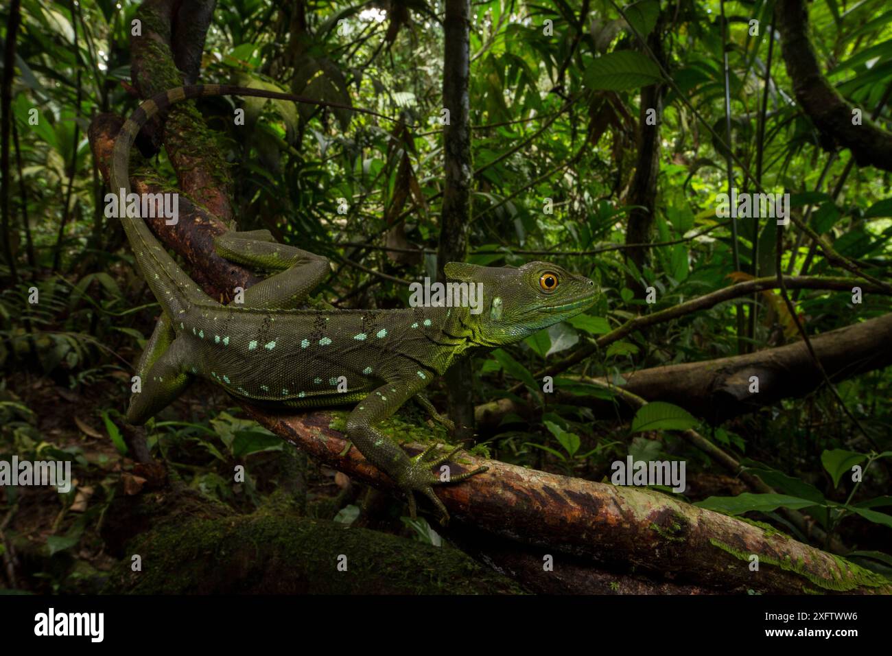 Plumed basilisk (Basiliscus plumifrons) female La Selva Biological ...