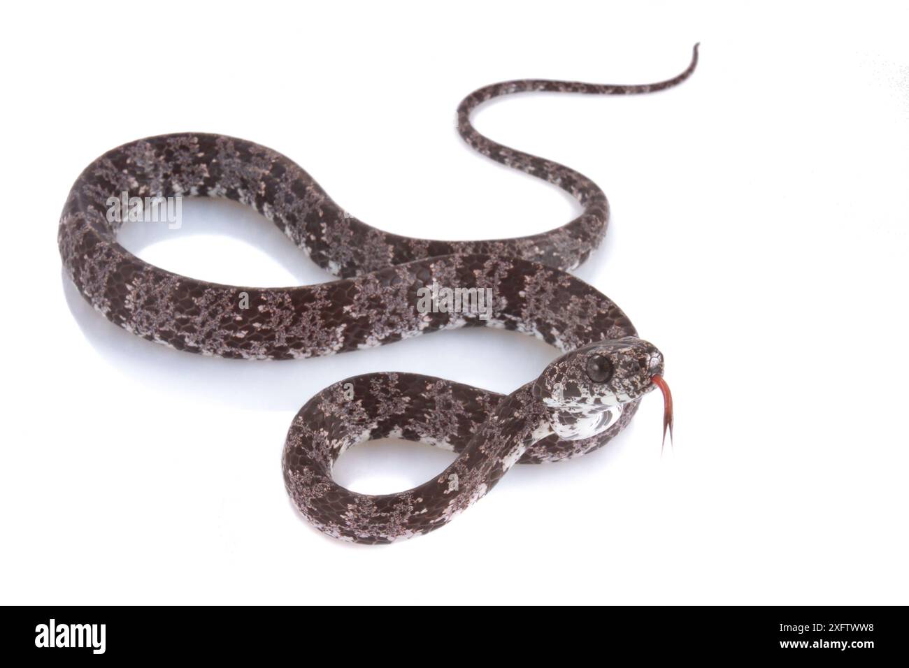 Clouded snail-eater snake (Sibon nebulatus) La Selva Biological Station ...