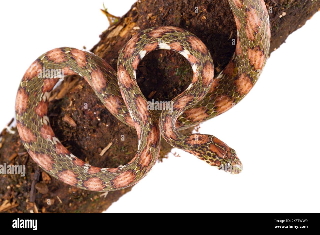 Lichen colored snail sucker hi-res stock photography and images - Alamy