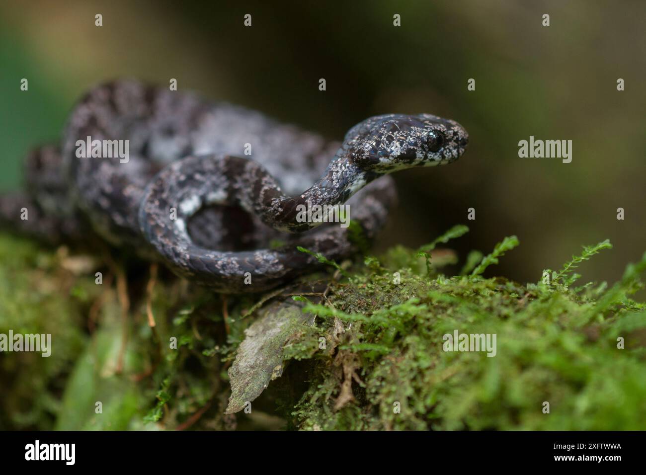 Clouded snail-eater snake (Sibon nebulatus) at La Selva Biological ...
