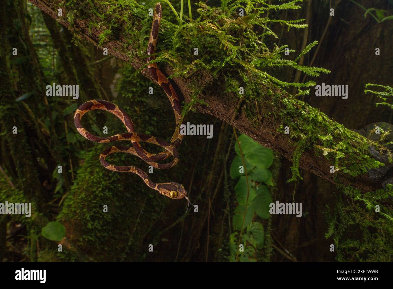 Blunt-headed tree snake (Imantodes cenchoa) juvenile tastes the air at ...