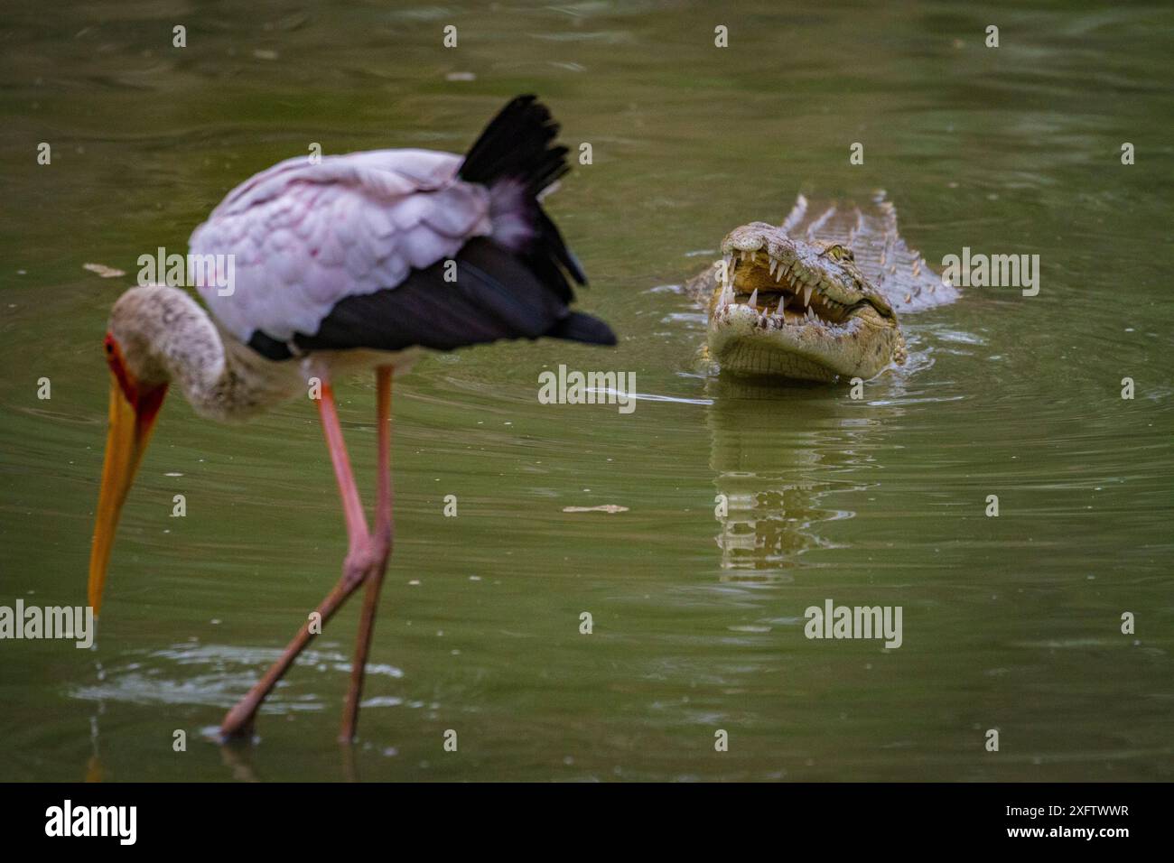 Nile crocodile emerging from hi-res stock photography and images - Alamy
