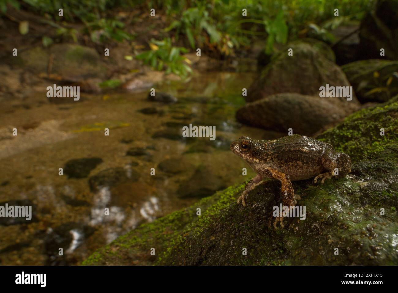 Tungara frog (Engystomops pustulosus) rests on a rock over a stream ...