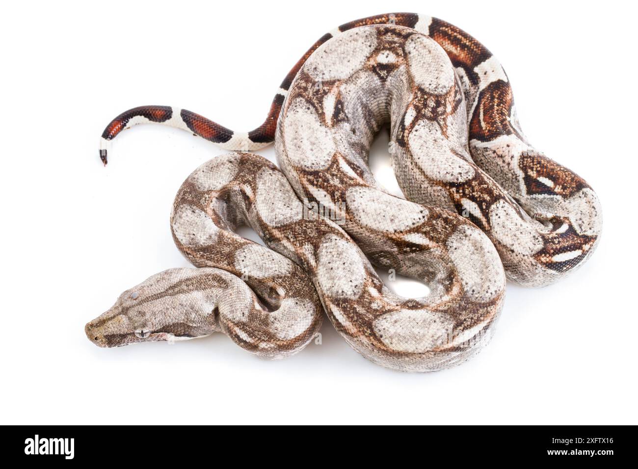 Pale morph Boa constrictor (Boa constrictor) from Tayrona National Park ...